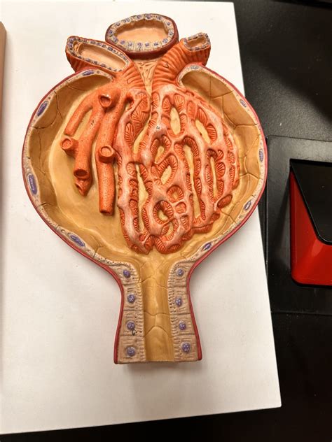 A P Ii Lab Urinary System Exercise Renal Corpuscle Model Diagram