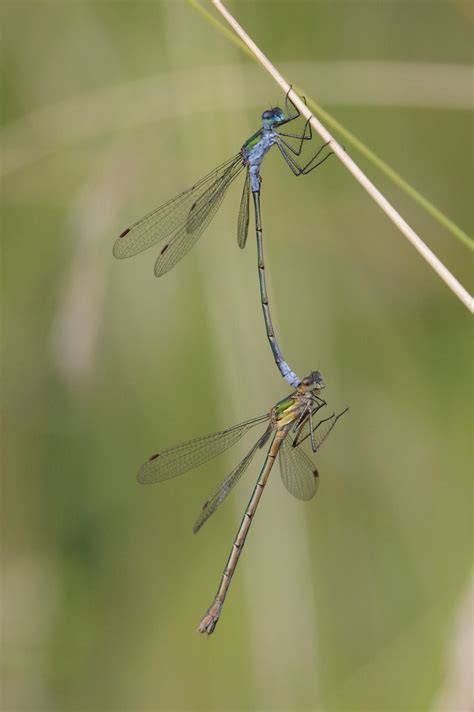 Emerald Damselflies Peter Wood Flickr