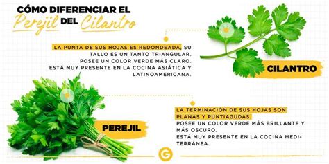 Puedes diferenciar el Perejil del Cilantro con facilidad Cuál es