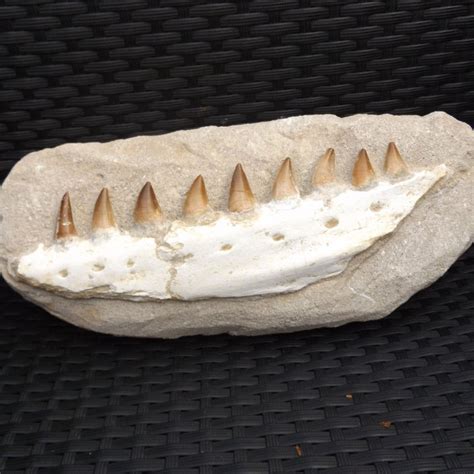 Fossil Mosasaur Jaw Teeth Mosasaurus Beaugei Catawiki