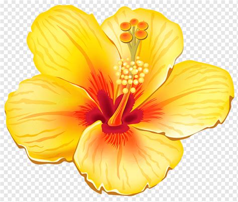 Flor flor exótica amarela flor de hibisco amarelo e vermelho planta