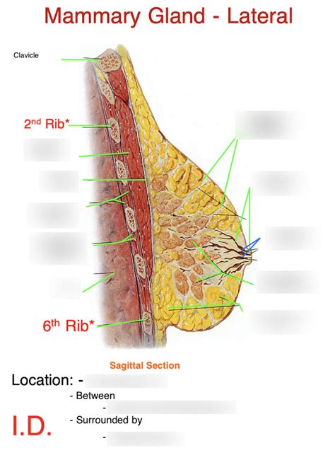 Mammary Gland Lateral Diagram Quizlet