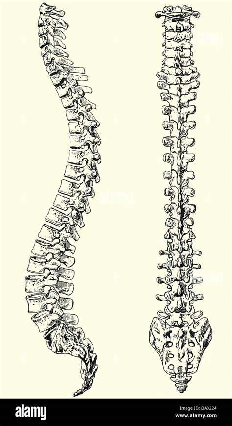 Illustration Black And White Of A Human Spine Stock Photo Alamy