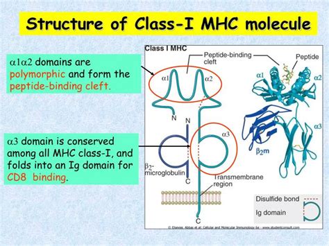 Ppt T Cell Receptor Tcr And Mhc Complexes Antigen Presentation Powerpoint Presentation Id