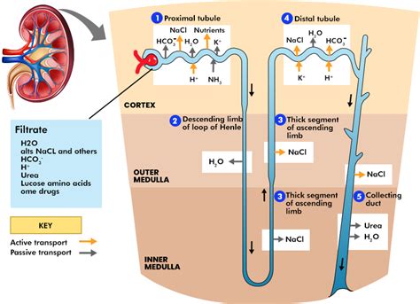 Mechanism Of Urine Formation GeeksforGeeks