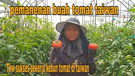 MENJADI TKW TAIWAN SUKSES KERJA DI KEBUN TOMAT 8 JAM KERJA YouTube