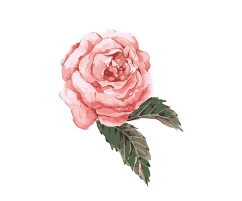 Peony Flowers Leaf Png Transparent Clipart Image And Psd File For 2B9