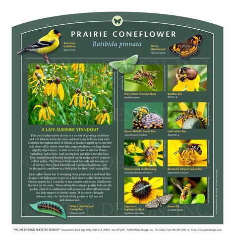 PDNS Pollinator Garden Monarch Butterfly Bee Habitat Outdoor
