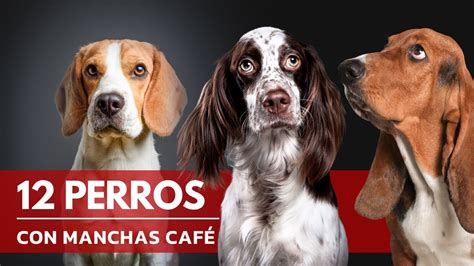 Razas De Perros Con Manchas Caf Con Blanco Terr Nea Youtube