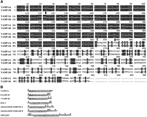 Dna And Amino Acid Sequence Comparison Between The Novel Vamp Isoform