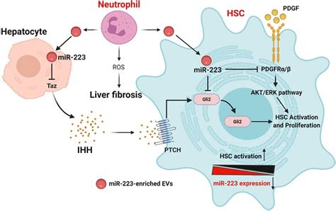 MicroRNA 223 Restricts Liver Fibrosis By Inhibiting The TAZ IHH GLI2