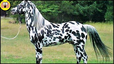 Les 10 Races De Chevaux Les Plus Incroyables Au Monde YouTube