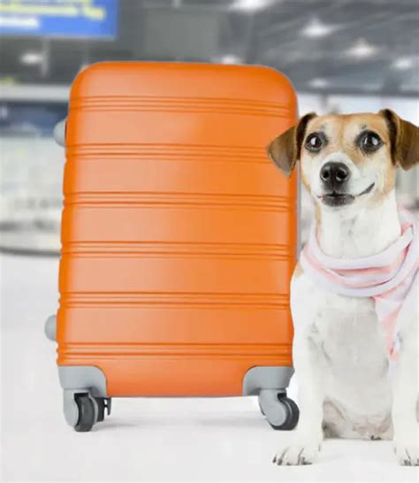 Cómo viajar con mi mascota en avión Actitudfem