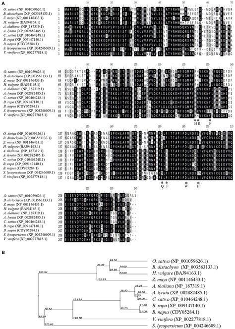 multiple sequence alignment and phylogenetic relationship between download scientific diagram