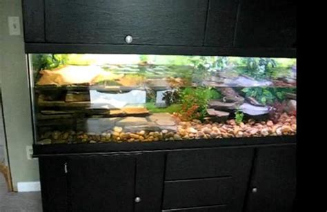How To Build The Perfect Red Eared Slider Terrarium Craftsmumship