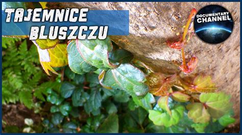 JAK BLUSZCZ WSPINA SIE PO DRZEWACH Wydzielina która utrzyma ogromną