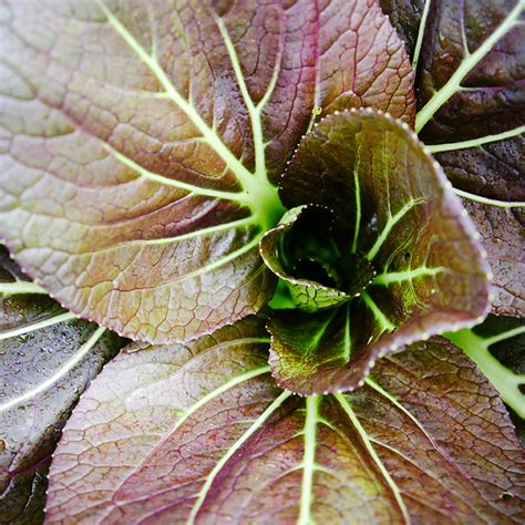 30 Cool Season Vegetables To Plant Now Sunset Magazine