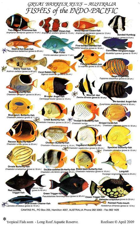 Poster de peixes Galeria de Peixes de Água Doce Galeria de Imagens