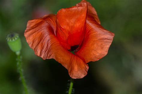 Coquelicot Fleur Plantes Photo Gratuite Sur Pixabay Pixabay