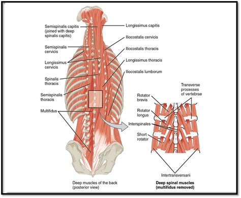 Muscles Advanced Anatomy 2nd Ed