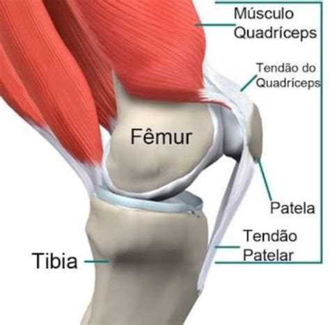Joelho Ossos e articulações Anatomia papel e
