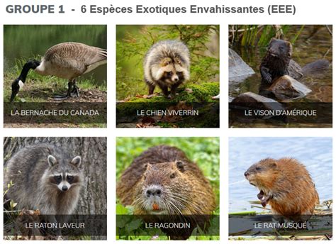ESPÈCES INVASIVES