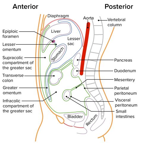 Peritoneo Anatomía Concise Medical Knowledge