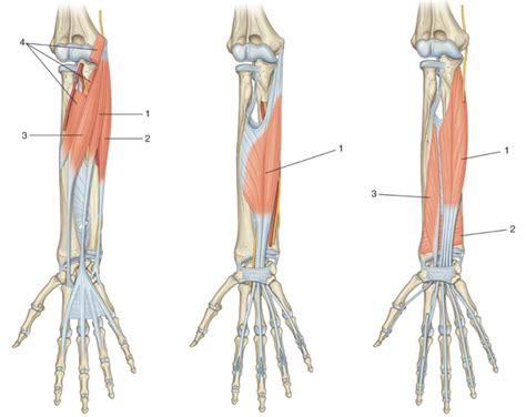 Flexor Pronator Muscles Of Forearm Diagram Quizlet
