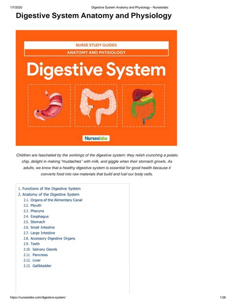 Solution Digestive System Anatomy And Physiology Studypool