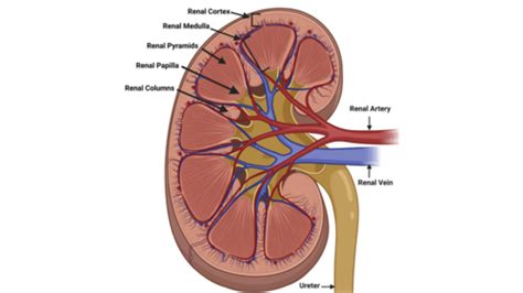 Nephrology Flashcards Quizlet