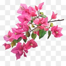 Flores De Bougainvillea Fundo Png Imagem Png No Estilo Das