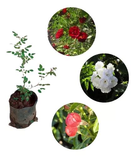 Muda De Mini Rosa Trepadeira Kit Unidades Variadas