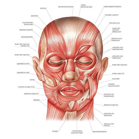 Head Muscles Photograph By Asklepios Medical Atlas Fine Art America