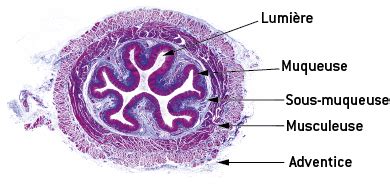 L Organisation Et L Histologie De L Appareil Digestif DigiSchool