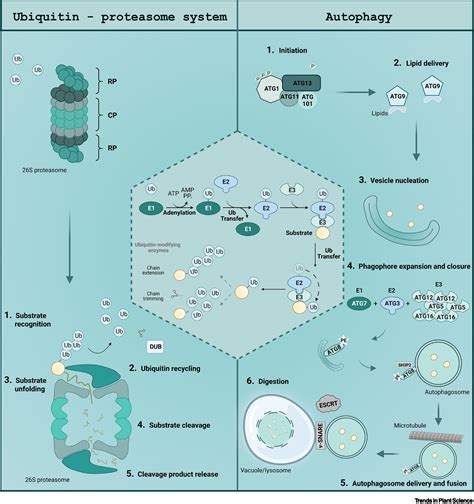 Interplay Between Autophagy And Proteasome During Protein Turnover