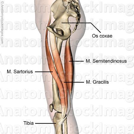 Anatomy Stock Images Knee Musculus Sartorius Gracilis Semitendinosus