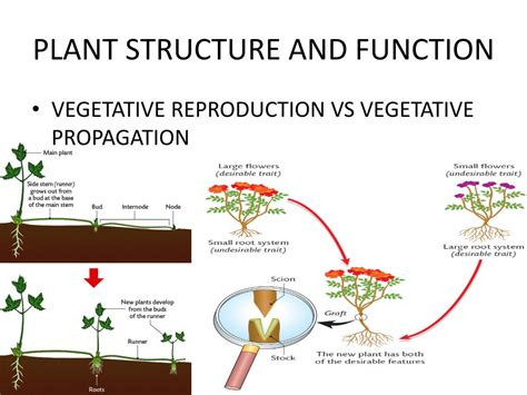 Ppt Plant Structure And Function The Last Chapter Powerpoint