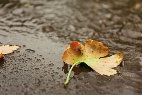 Autumn Leaves In Puddle Stock Photo Image Of Outdoors 162146046