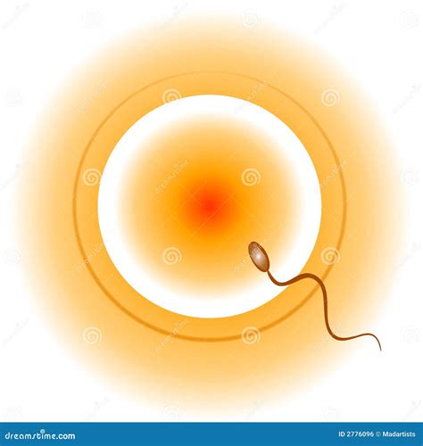 Conception Egg Sperm And Sex Stock Illustration Illustration Of Fertilizing Drawn 2776096