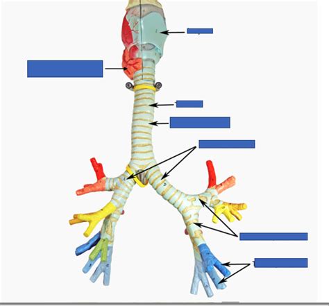 Slide Lab Practical Diagram Quizlet