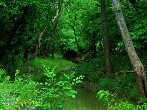 Fotos gratis paisaje árbol naturaleza pantano desierto planta
