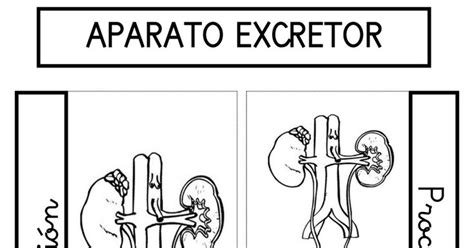 Aparato excretor pdf Cuerpo humano para niños Aparatos del cuerpo
