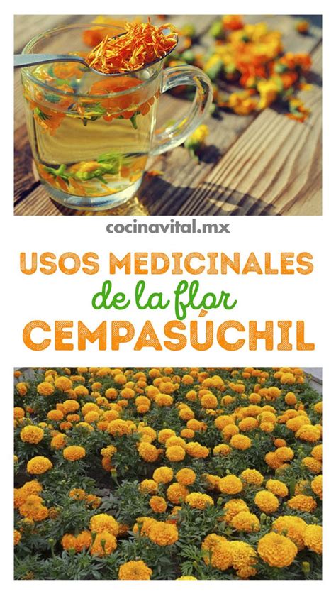 Tradicionales Usos Medicinales De La Flor De Cempas Chil