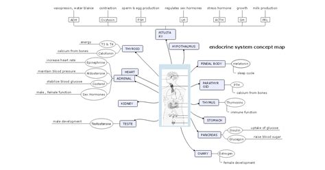 Biology Concept Map Complete Guide With 30 Examples EdrawMind
