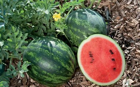 Mini Love F1 Watermelon Clause Home Garden