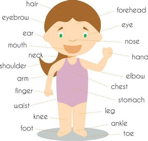 Human Body Parts Vocabulary Vector Illustration Vector Art At
