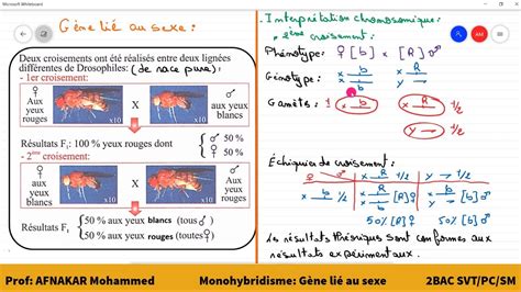 8 Génétique mendélienne Monohybridisme Cas d un gène lié au sexe 2BAC