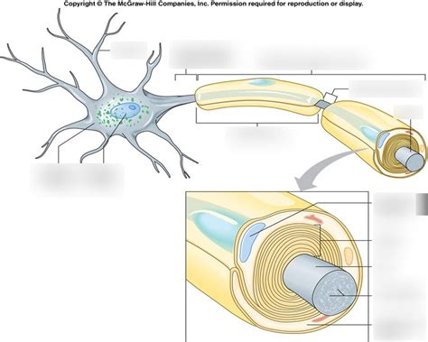 Myelination Of A Nerve In The Pns Diagram Quizlet