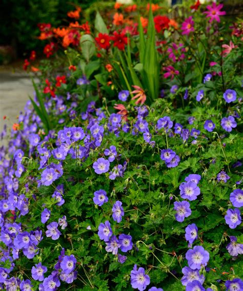 Best Ground Cover Plants 10 Low Growing Options For Flowers And Foliage