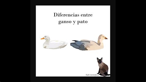 Diferencias Entre Ganso Y Pato YouTube